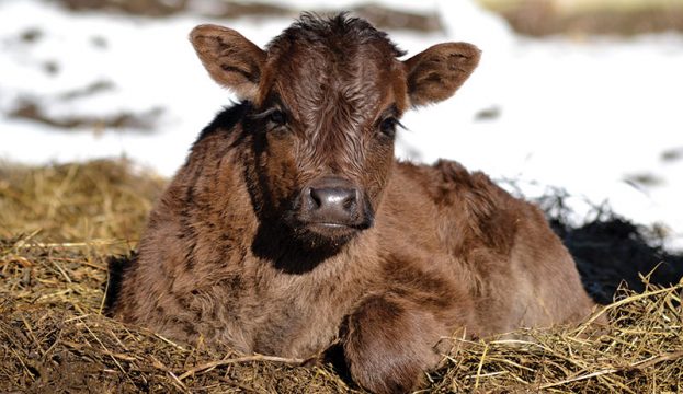 How to Successfully Raise Bottle Calves - Hobby Farms