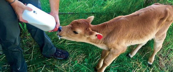 How to Successfully Raise Bottle Calves - Hobby Farms