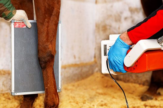 Radiographs on the Ranch: When a Livestock Animal Needs an X-Ray ...
