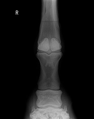 Radiographs on the Ranch: When a Livestock Animal Needs an X-Ray ...