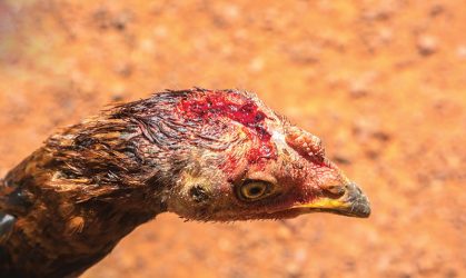Chicken Health A to Z: Know the Ailments That Can Affect Your Flock ...