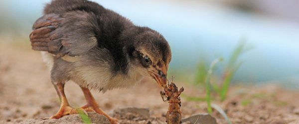"Should I Get Chickens?" Fall Is A Great Time To Ask - Hobby Farms