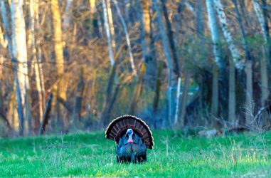 How the Turkey Traveled the Globe to Get Its Name and Heritage - Hobby ...