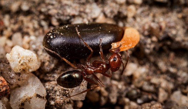 Ants Are Tiny Farmers—Look Closely & You'll See - Hobby Farms