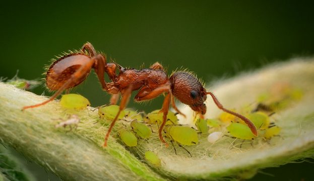 Ants Are Tiny Farmers—Look Closely & You'll See - Hobby Farms