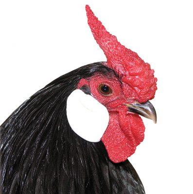 Chicken Combs: Their Styles, Textures & Purposes - Hobby Farms