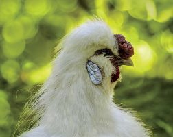 Chicken Combs: Their Styles, Textures & Purposes - Hobby Farms