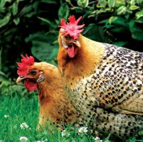 Chicken Combs: Their Styles, Textures & Purposes - Hobby Farms
