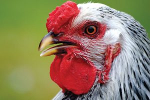 Chicken Combs: Their Styles, Textures & Purposes - Hobby Farms