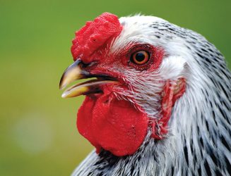 Chicken Combs: Their Styles, Textures & Purposes - Hobby Farms