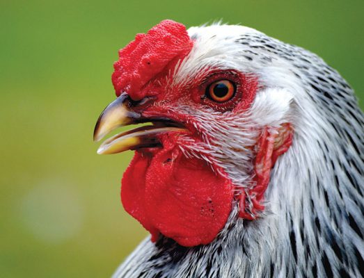 Chicken Combs: Their Styles, Textures & Purposes - Hobby Farms
