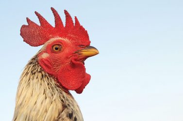 Chicken Combs: Their Styles, Textures & Purposes - Hobby Farms