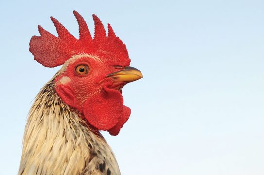 Chicken Combs: Their Styles, Textures & Purposes - Hobby Farms