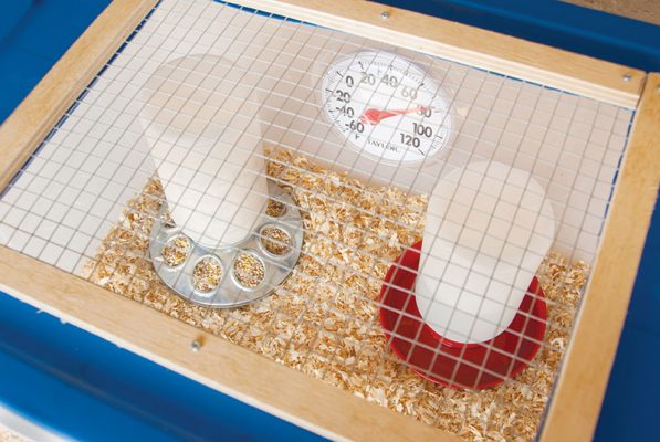 How to Build Your Own Chick Brooder - Hobby Farms