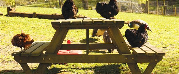 Free-Range Your Flock for Happier Chickens & Better Eggs - Hobby Farms