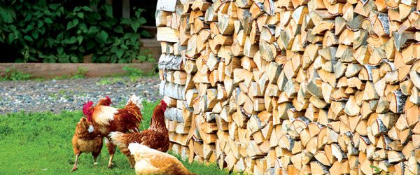 Free-Range Your Flock for Happier Chickens & Better Eggs - Hobby Farms