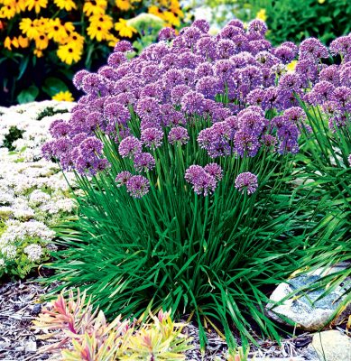 Perennial of the Year: Allium Millenium - Hobby Farms