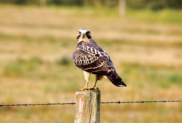 Protection Strategies for 5 Common Farm Predators - Hobby Farms