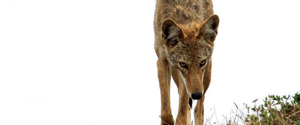 Protection Strategies for 5 Common Farm Predators - Hobby Farms