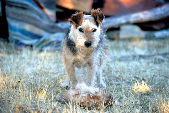 Protection Strategies for 5 Common Farm Predators - Hobby Farms