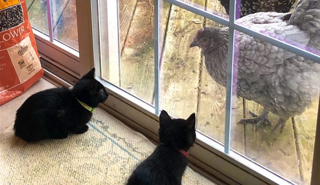 How to Keep Your Chickens Safe Around Cats - Hobby Farms