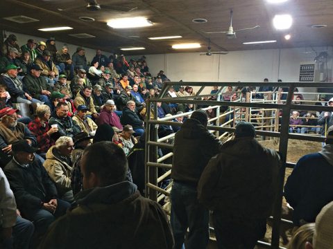 How to Navigate a Livestock Auction as a Buyer - Hobby Farms