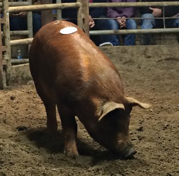 How to Navigate a Livestock Auction as a Buyer - Hobby Farms