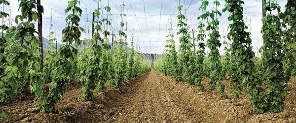 Cutting Edge Crops: Try Your Hand at Growing Hops - Hobby Farms