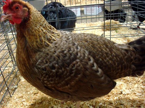 7 Feather Patterns to Fancy Up Your Flock - Hobby Farms