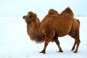 Might Camels Belong on North American Farms? - Hobby farms