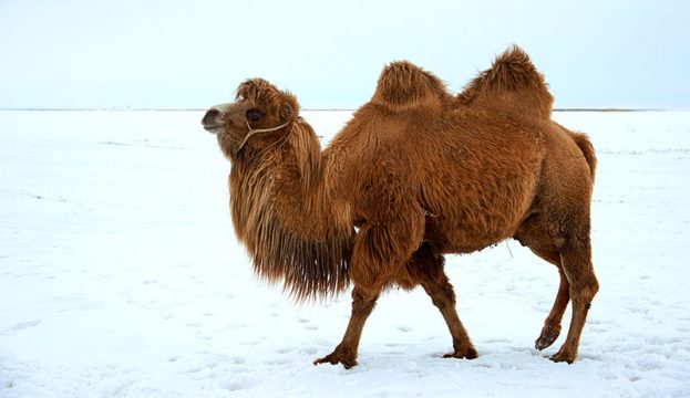Might Camels Belong on North American Farms? - Hobby farms