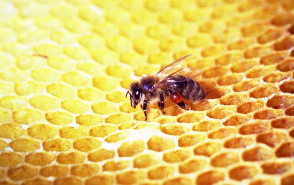 Want a Healthier Hive? Encourage Bees to Make More Propolis - Hobby Farms