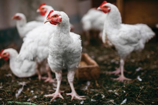Chicken Health A to Z: Know These Chicken Ailments - Hobby Farms