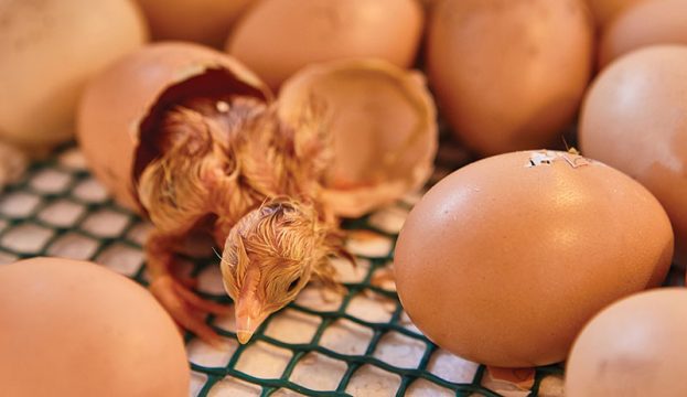 How to Help a Broody Hen Hatch Her Chicks - Hobby Farms