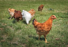 Prime Your Pullets to Be Great Egg Layers - Hobby Farms