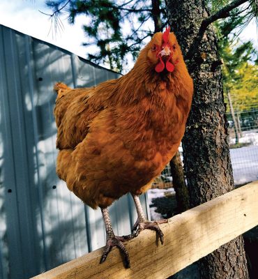Best of Cluck: Here Are the Winners of Our Chicken Photo Contest ...