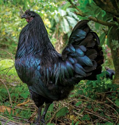 Best of Cluck: Here Are the Winners of Our Chicken Photo Contest ...