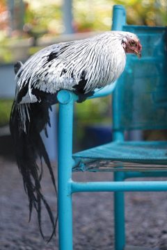 Best of Cluck: Here Are the Winners of Our Chicken Photo Contest ...