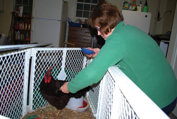 Protect Your Chickens From Fly-Strike - Hobby Farms