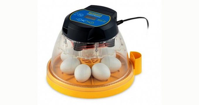 3 Things to Consider When Selecting an Incubator - Hobby Farms