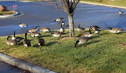 Too Many Canada Geese on Your Land? Try Smart Landscaping - Hobby Farms
