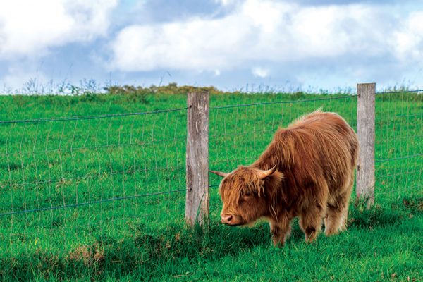 Livestock Fencing: How to Plan and Invest for Your Farm - Hobby Farms