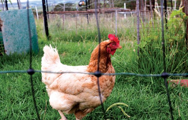 Livestock Fencing: How to Plan and Invest for Your Farm - Hobby Farms