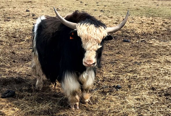 5 Unusual Livestock Breeds to Consider Raising - Hobby Farms