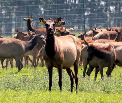 5 Unusual Livestock Breeds to Consider Raising - Hobby Farms