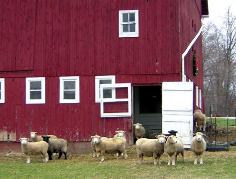 Learn the Fundamentals of Animals & Fiber - Hobby Farms