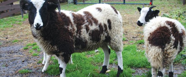 Learn the Fundamentals of Animals & Fiber - Hobby Farms