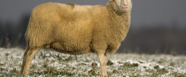 Living Off the Grid: Learn Milking by Hand - Hobby Farms