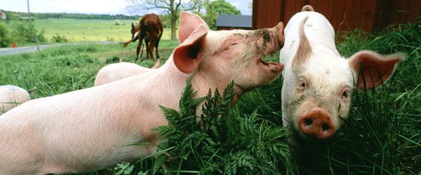 How Play Contributes to Farm Animals' Health & Development - Hobby Farms