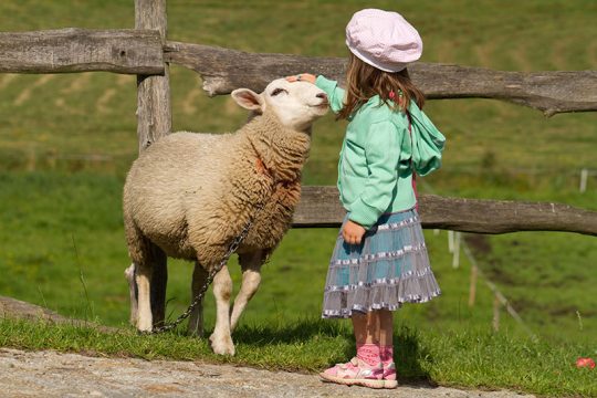 How Play Contributes to Farm Animals' Health & Development - Hobby Farms